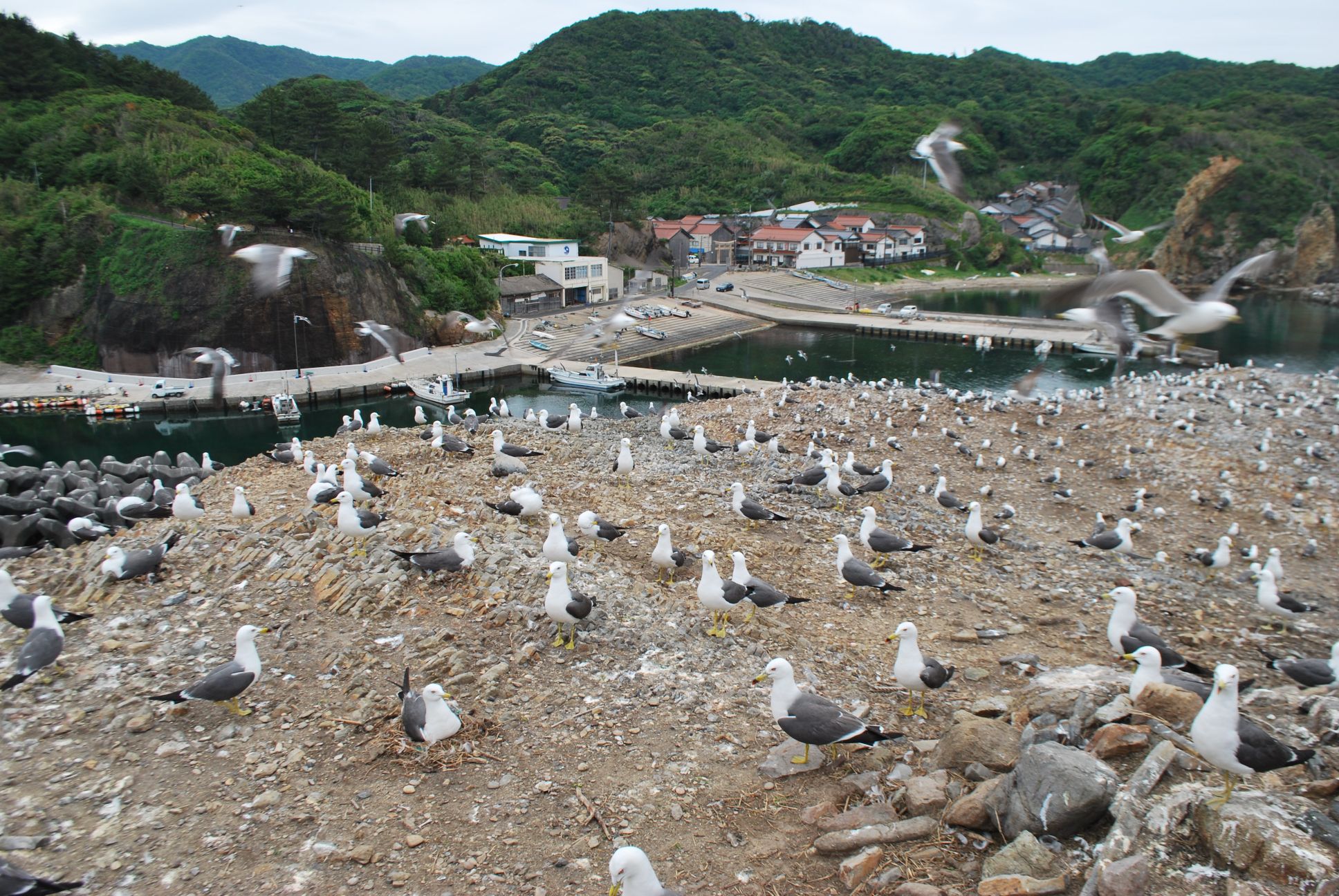 【出雲観光協会にインタビュー】出雲のストーリーを伝えながら、自然や文化を後世に残していく | Pokke「ポッケ」